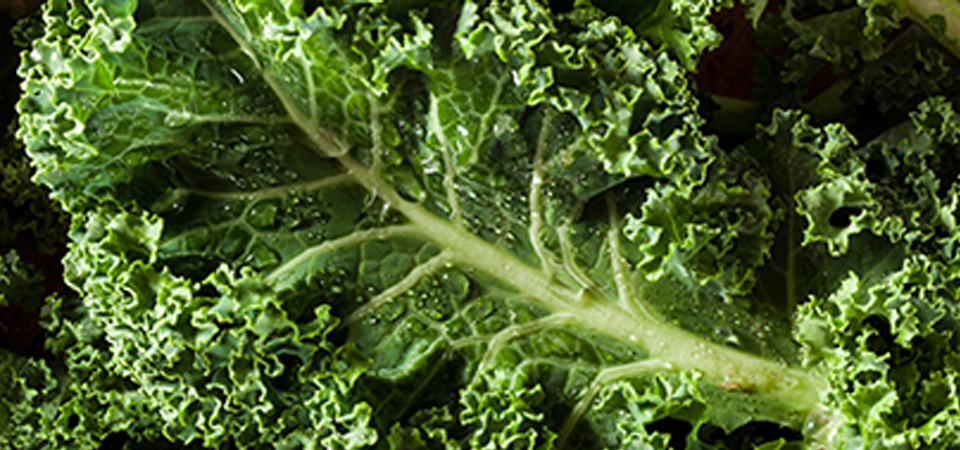 Cinco razones para entrarle al kale (o col rizada) con gusto | Chef Oropeza